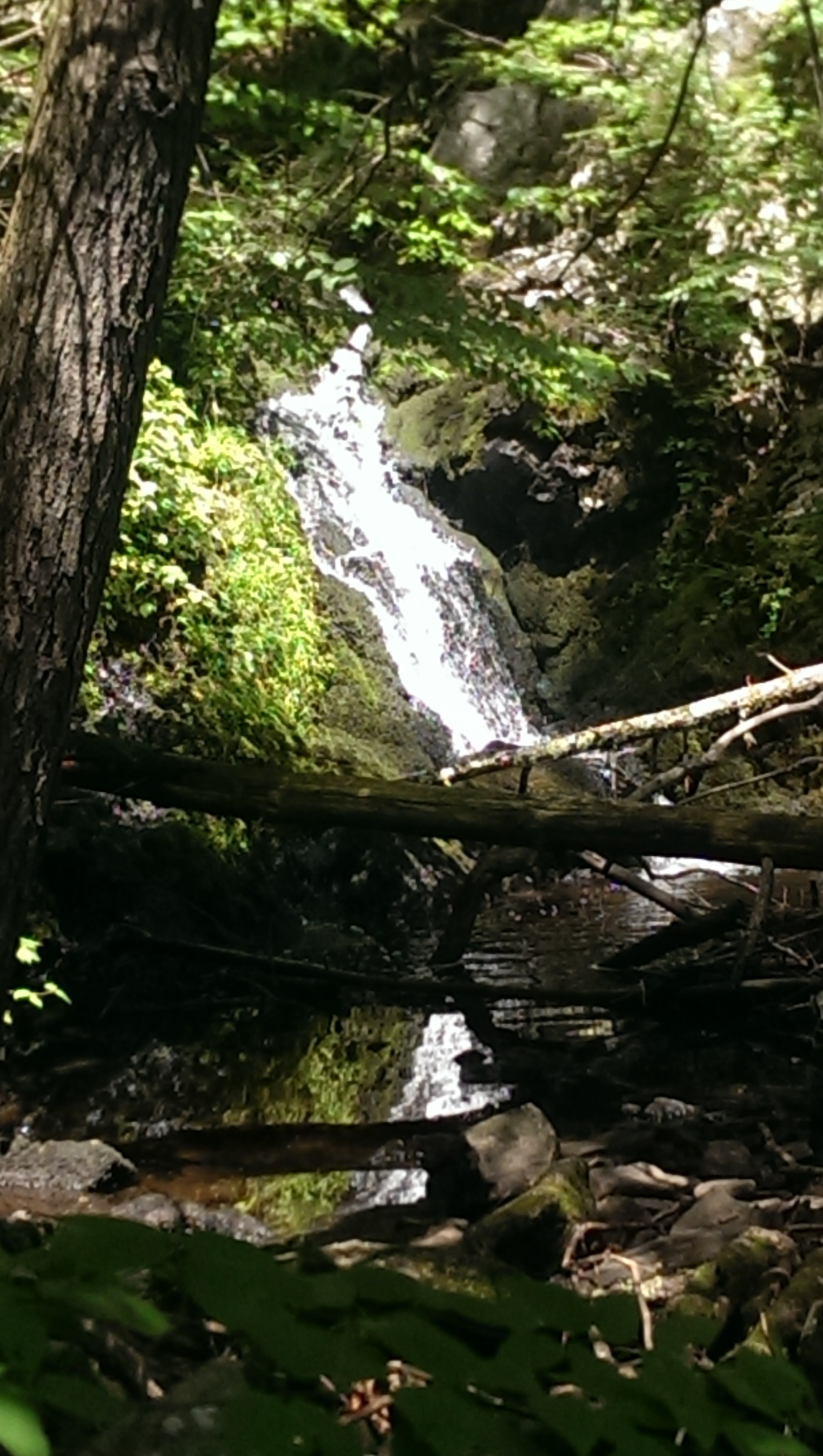 Mianus River Gorge | Half Pint Hikes in the Hudson Valley
